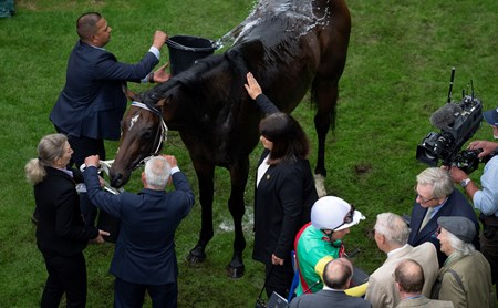 Mill Stream (IRE) - Horse Profile - BloodHorse