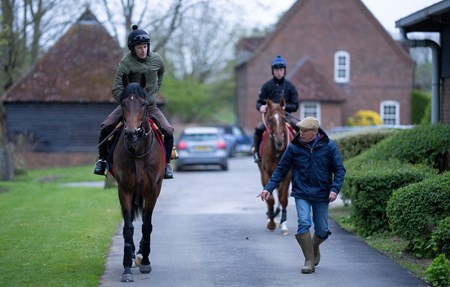Ghostwriter (IRE) - Horse Profile - BloodHorse