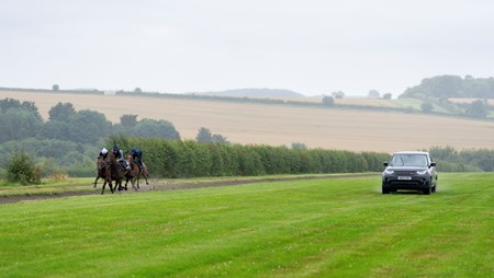 Rosallion (IRE) - Horse Profile - BloodHorse