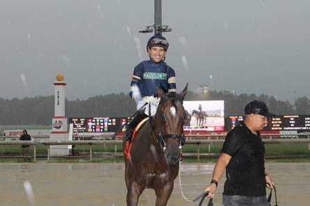 Mystic Seaport - Horse Profile - BloodHorse