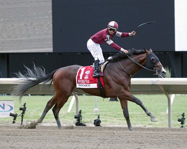 Dornoch - Horse Profile - BloodHorse