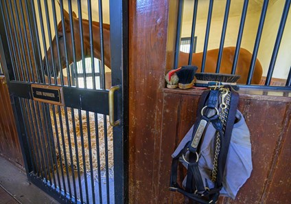 Gun Runner - Horse Profile - BloodHorse