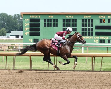 Magnitude - Horse Profile - BloodHorse