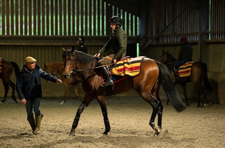 Ghostwriter (IRE) - Horse Profile - BloodHorse
