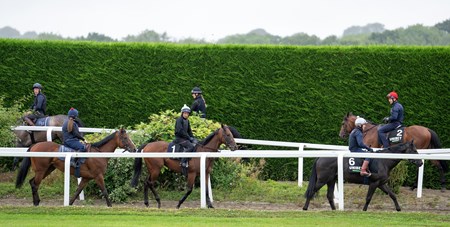 Haatem (IRE) - Horse Profile - BloodHorse