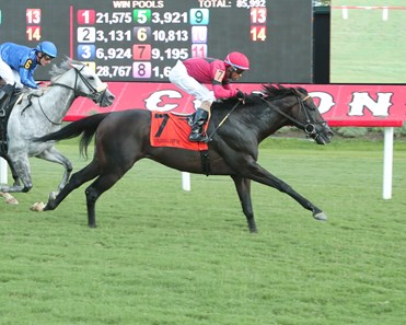 Ambivalent - Horse Profile - BloodHorse