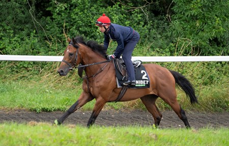 Haatem (IRE) - Horse Profile - BloodHorse