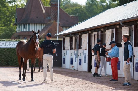 Arqana Unveils Quality Catalog for August Yearling Sale - BloodHorse