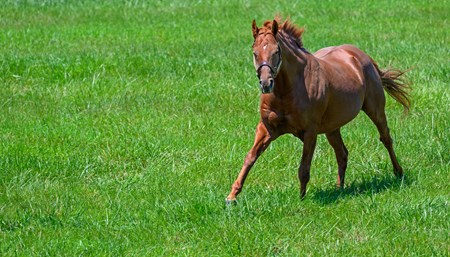 Gun Runner - Horse Profile - BloodHorse