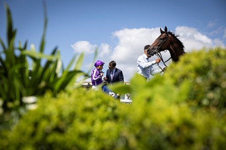 Delacroix (IRE) - Horse Profile - BloodHorse