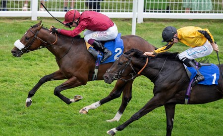 New Century (GB) - Horse Profile - BloodHorse