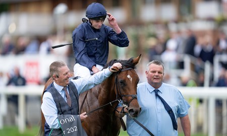 City of Troy - Horse Profile - BloodHorse