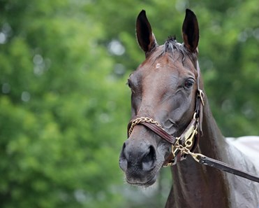 Thorpedo Anna - Horse Profile - BloodHorse