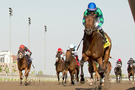 Scorching - Horse Profile - BloodHorse