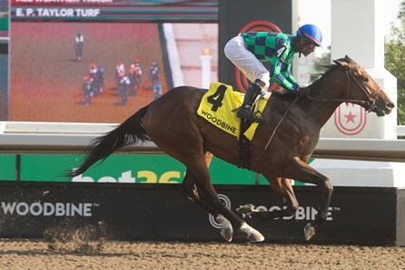 Scorching - Horse Profile - BloodHorse