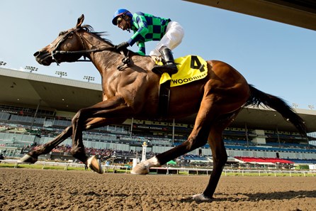 Scorching - Horse Profile - BloodHorse