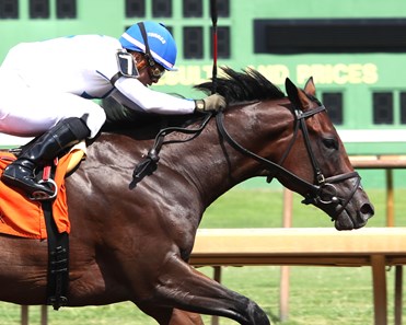 Owen Almighty - Horse Profile - BloodHorse