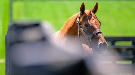 Gun Runner - Horse Profile - BloodHorse