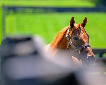 Gun Runner - Horse Profile - BloodHorse