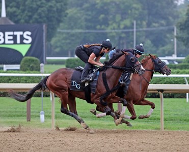 Dornoch - Horse Profile - BloodHorse