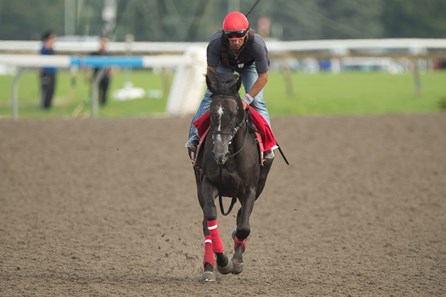 Swift Delivery - Horse Profile - BloodHorse