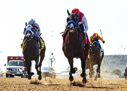 Nooni - Horse Profile - BloodHorse