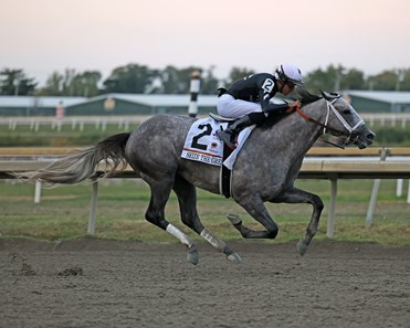 Seize the Grey - Horse Profile - BloodHorse