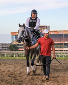 Seize the Grey - Horse Profile - BloodHorse