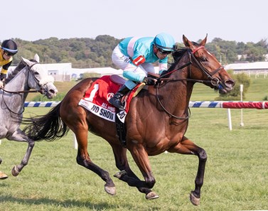 No Show Sammy Jo (GB) - Horse Profile - BloodHorse