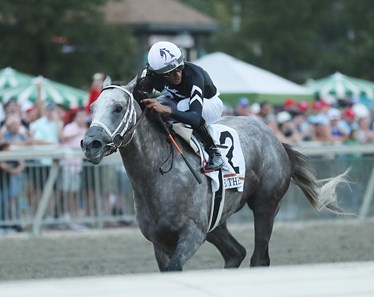 Seize the Grey - Horse Profile - BloodHorse