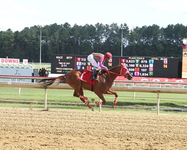 Irish Warlock - Horse Profile - BloodHorse