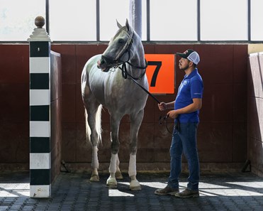Dragoon Guard - Horse Profile - BloodHorse