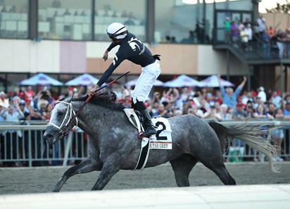 Seize the Grey - Horse Profile - BloodHorse