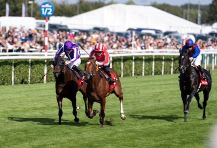 Bay City Roller (IRE) - Horse Profile - BloodHorse