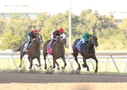 Jolly Samurai - Horse Profile - BloodHorse
