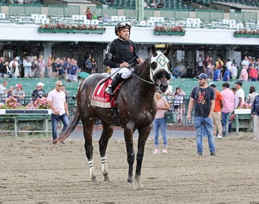 J J Zo Zo - Horse Profile - BloodHorse