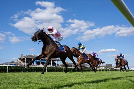 Sweet William (IRE) - Horse Profile - BloodHorse