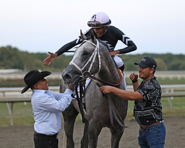 Seize the Grey - Horse Profile - BloodHorse