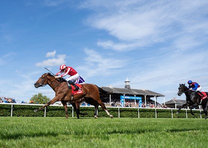Bay City Roller (IRE) - Horse Profile - BloodHorse
