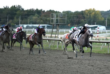 Seize the Grey - Horse Profile - BloodHorse