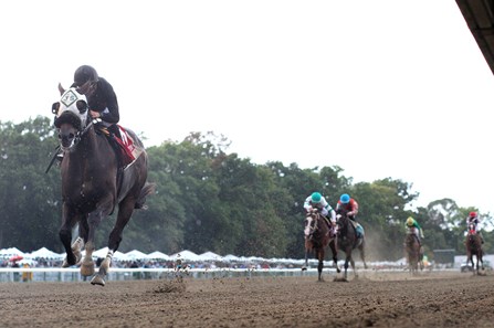 J J Zo Zo - Horse Profile - BloodHorse
