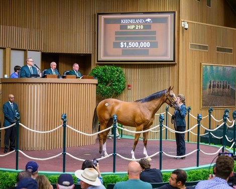 Heider Family Goes to $1.5M for Into Mischief Filly - BloodHorse