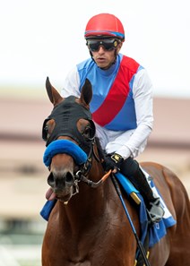 Muth - Horse Profile - BloodHorse