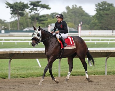 J J Zo Zo - Horse Profile - BloodHorse
