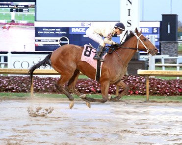 Rock N Roll Bolt - Horse Profile - BloodHorse