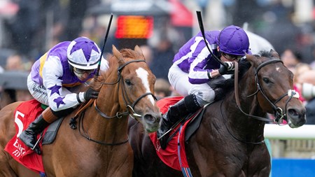 Delacroix (IRE) - Horse Profile - BloodHorse