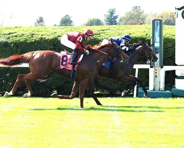 Test Score - Horse Profile - BloodHorse