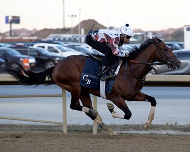 Chancer McPatrick - Horse Profile - BloodHorse