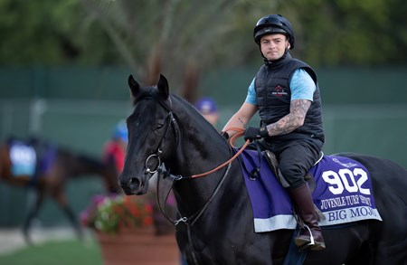 Big Mojo (IRE) - Horse Profile - BloodHorse