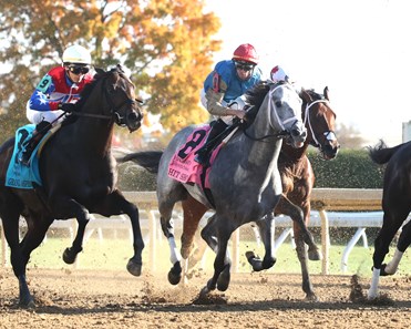Hit Show - Horse Profile - BloodHorse
